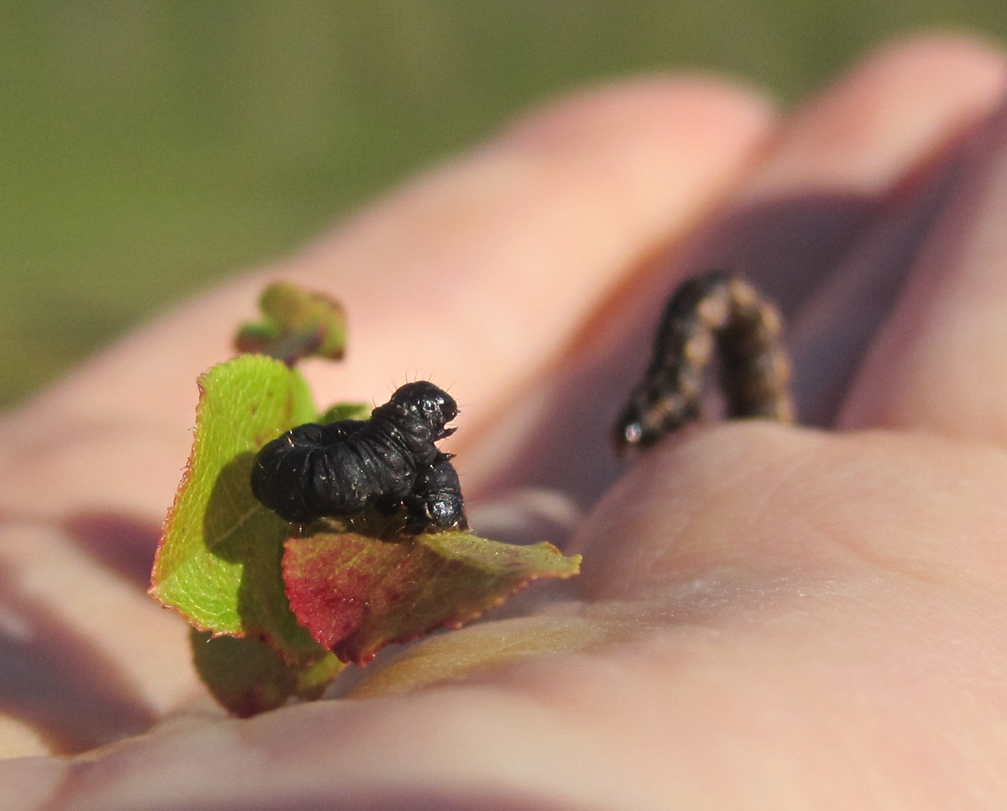 Taxonomic Identification - The Natural Science Institute of the Westfjords